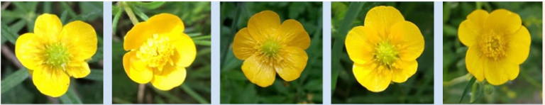 Flora Incognita – Entwicklung einer teilautomatischen ...